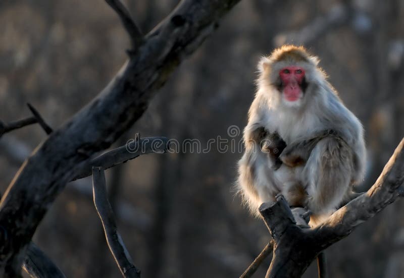 Japanese Monkey stock image. Image of nature, reservation - 4116693