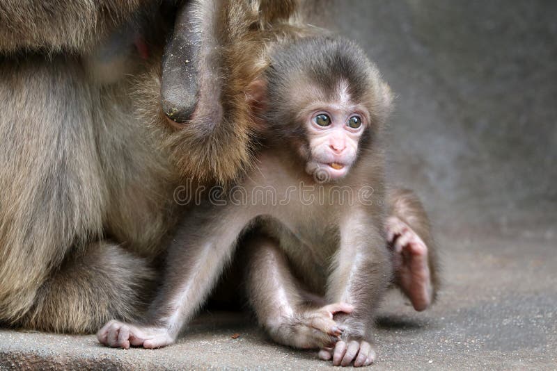 Japanese monkey baby stock image. Image of nature, selective - 75337667