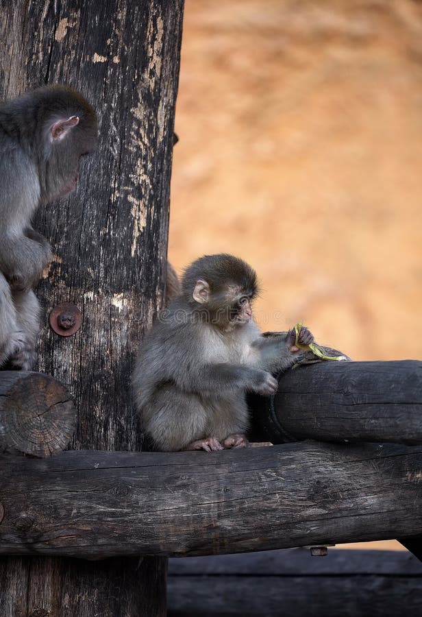 Japanese Monkey Cub, Portrait of Monkey Stock Photo - Image of macaque ...