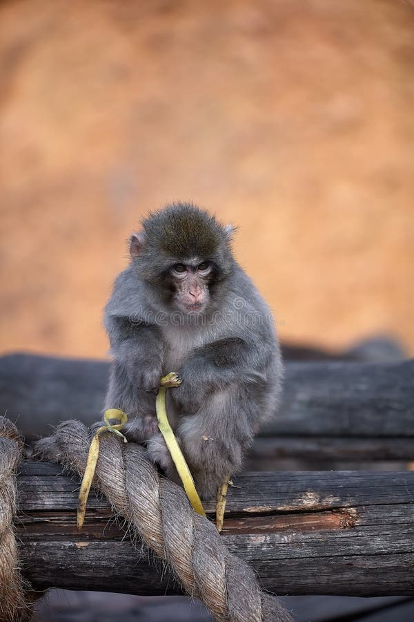 Japanese Monkey Cub, Portrait of Monkey Stock Image - Image of japanese ...