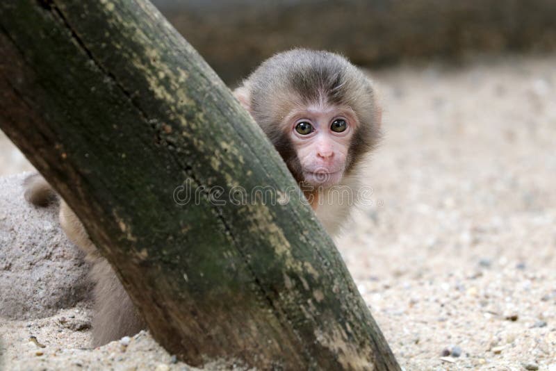 Japanese monkey stock image. Image of winter, hair, animal - 75338885
