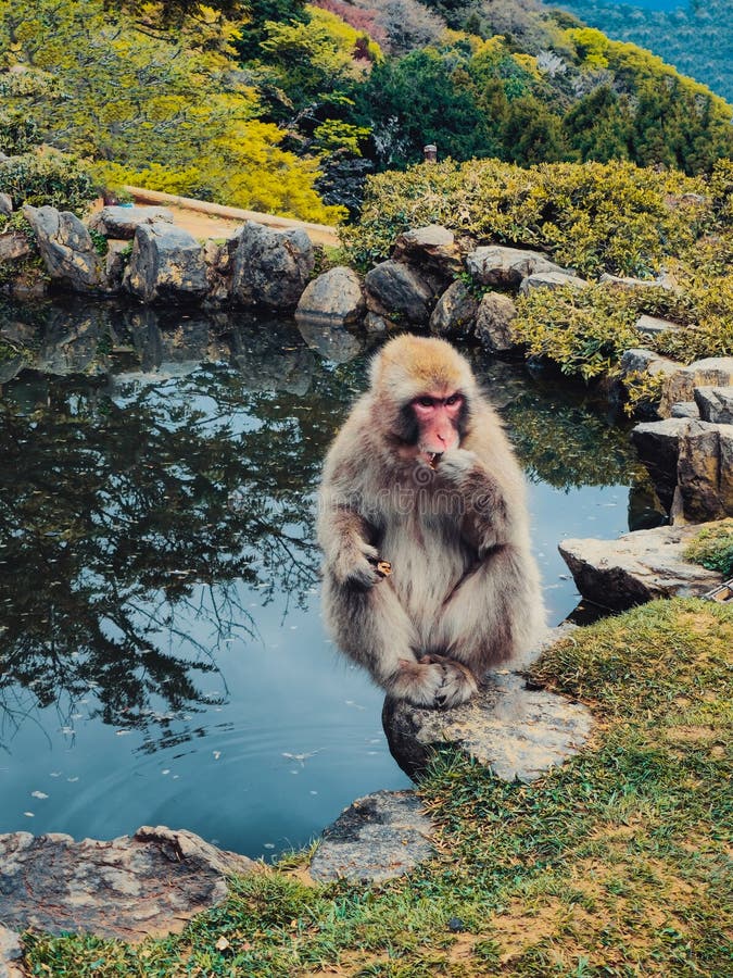 Japanese Monkey Eating in the Nature Stock Image - Image of japanese ...