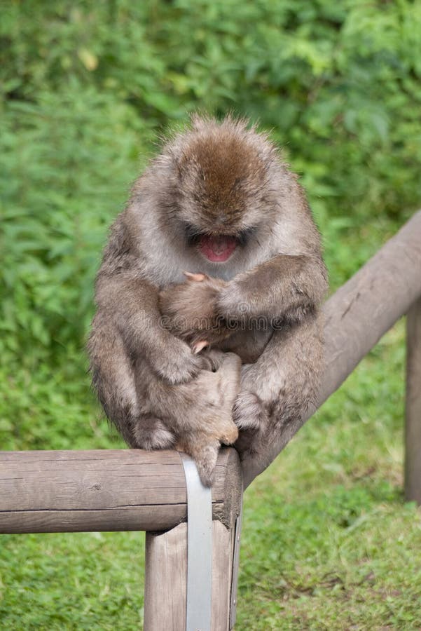 Japanese Monkey stock photo. Image of forest, japanese - 44724266