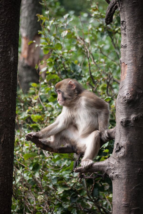 Japanese Monkey stock photo. Image of mother, monkeys - 44724310