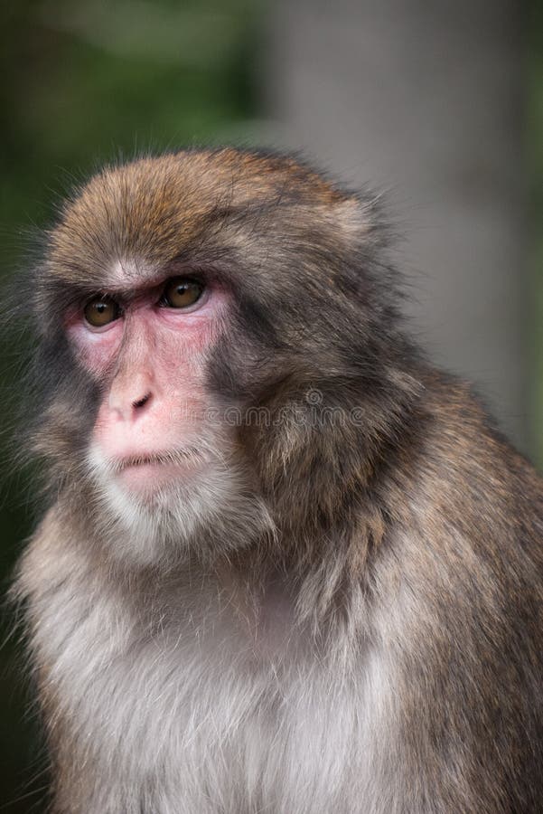 Japanese Monkey stock photo. Image of forest, climb, evolution - 44724358