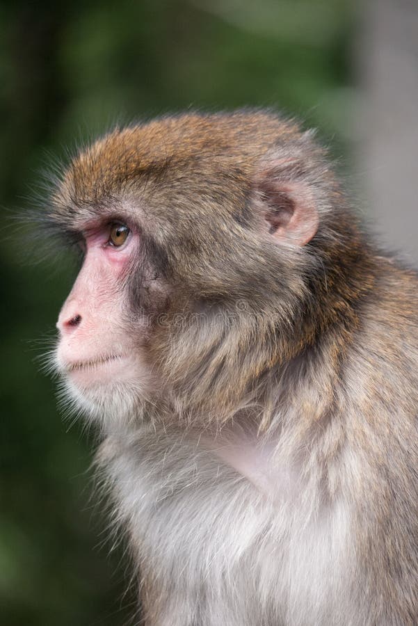 Japanese Monkey stock photo. Image of monkey, japanese - 44724386