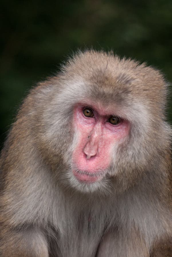Japanese Monkey stock image. Image of grass, forest, child - 44724441