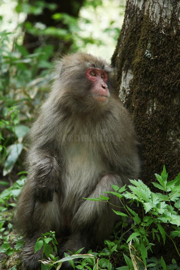 Japanese monkey stock image. Image of valley, wildlife - 96089691
