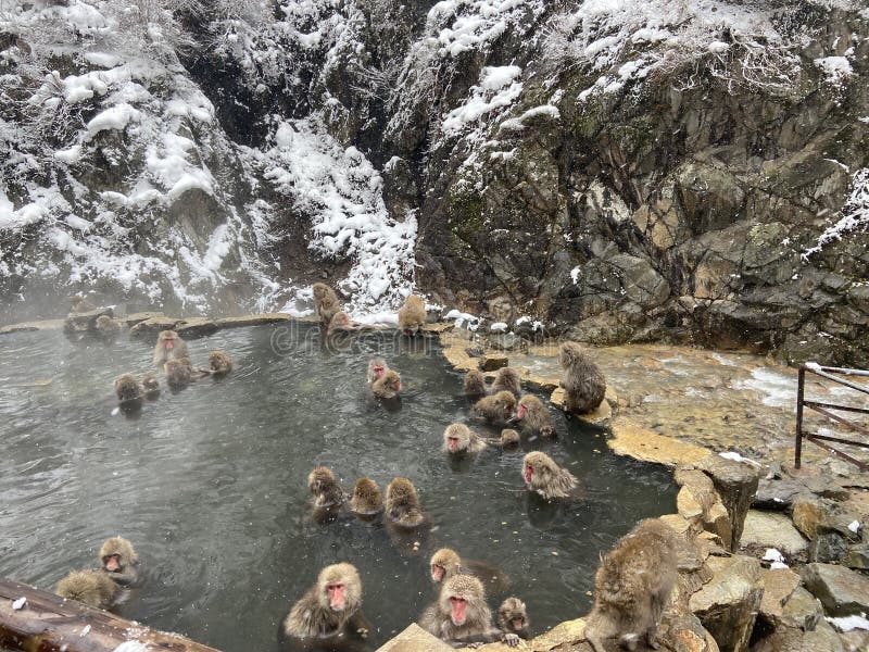 Japanese Monkey Park in Nagano Stock Image - Image of waterbird, duck ...