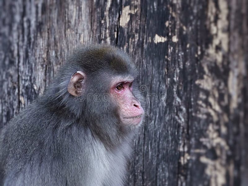 Japanese Monkey, Portrait of Monkey Stock Photo - Image of closeup ...