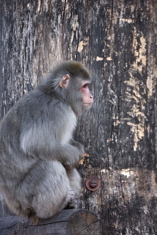 Japanese Monkey, Portrait of Monkey Stock Image - Image of mammal ...