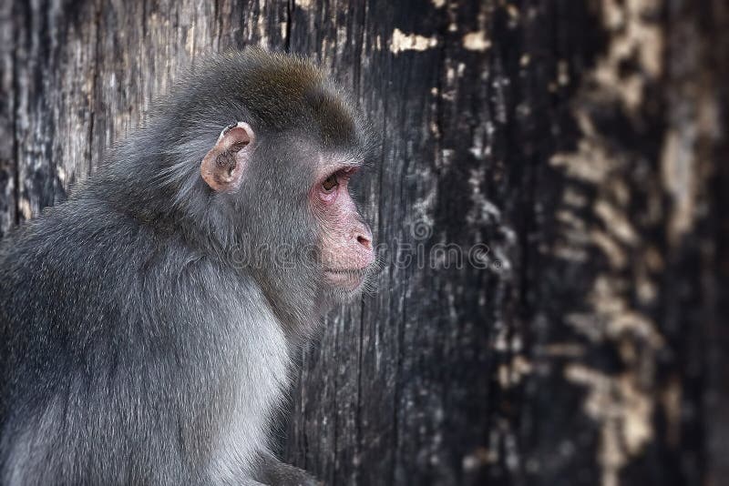 Japanese Monkey, Portrait of Monkey Stock Photo - Image of japan, cute ...
