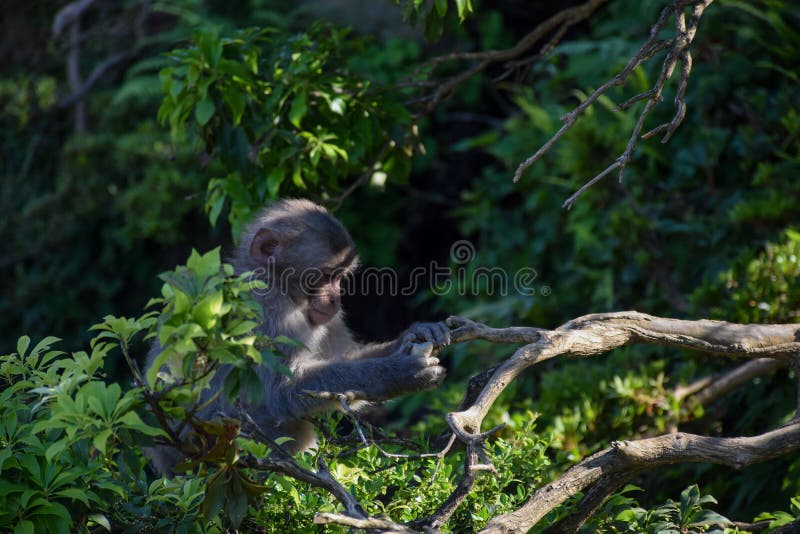 Japanese Monkey in a Tree stock photo. Image of kyoto - 195062886