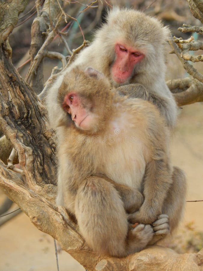 Japanese Monkeys stock photo. Image of furry, kyoto, mammal - 97196734