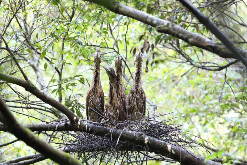 Japanese Night Heron Nesting in Japan Stock Image - Image of baby ...