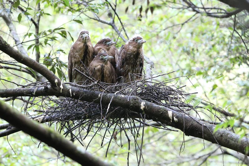 Japanese Night Heron Nesting in Japan Stock Image - Image of nature ...