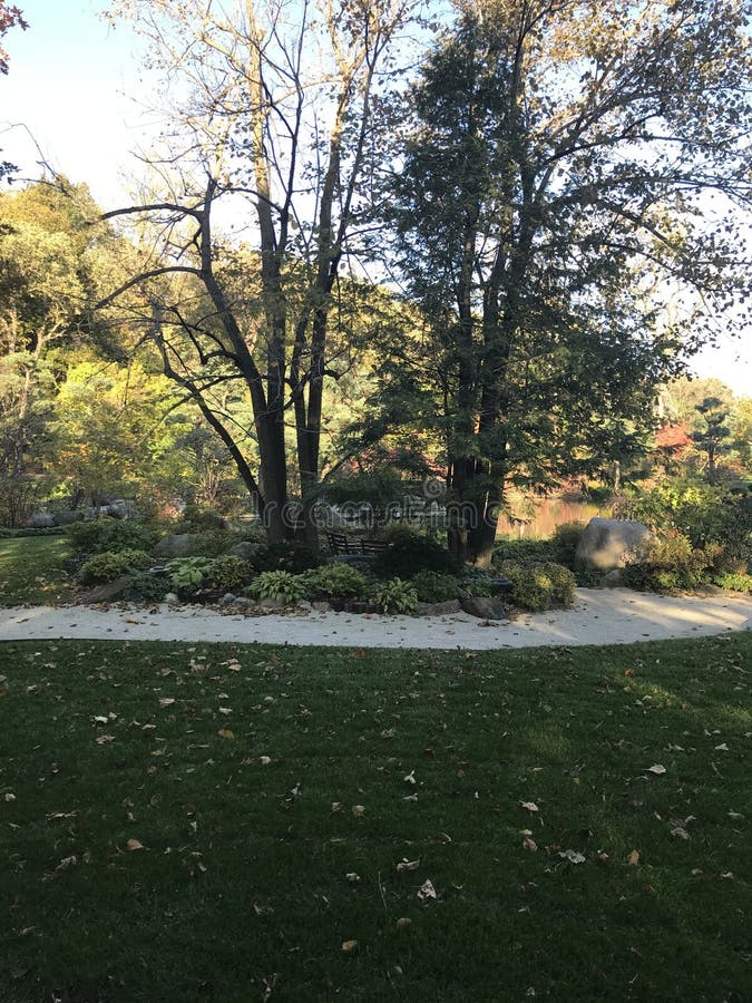 Japanese Oak Tree with Pathway Stock Photo - Image of tree, surrounding ...
