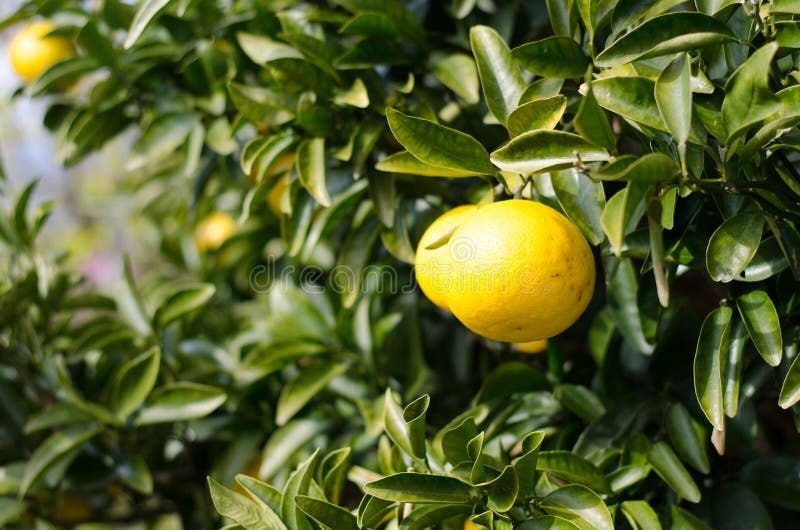 Japanese orange stock image. Image of fresh, background - 51191281
