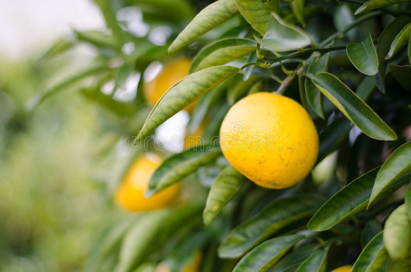 Japanese orange tree stock photo. Image of tropical - 132377710
