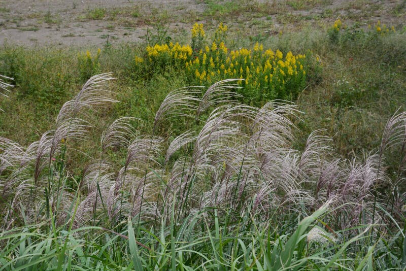 Japanese pampas grass stock image. Image of beauty, scene - 129474611