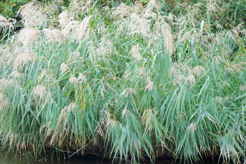 Japanese Pampas Grass Field Stock Image - Image of kusayabu, river ...