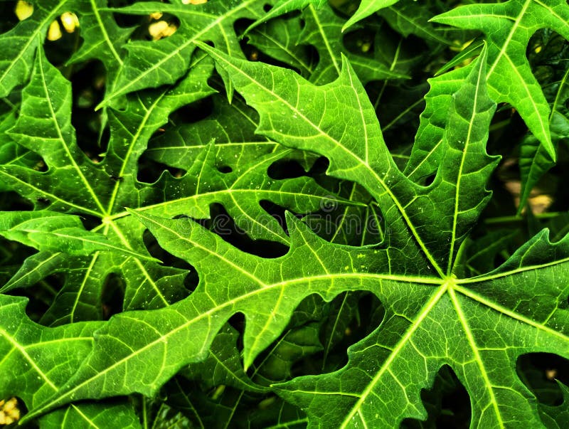Japanese Papaya Leaves are Green and Fresh Stock Photo - Image of ... Japanese Papaya Leaves are Green and Fresh Stock Photo - Image of ...
