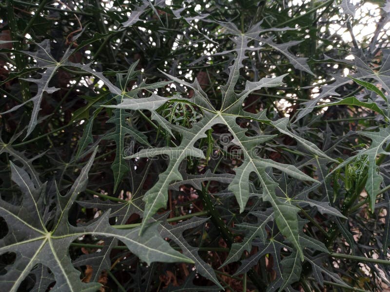 Japanese Papaya Leaves Have Health Benefits Stock Image - Image of ... Japanese Papaya Leaves Have Health Benefits Stock Image - Image of ...