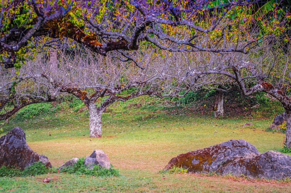 Japanese peach tree stock photo. Image of branches, garden - 48785092