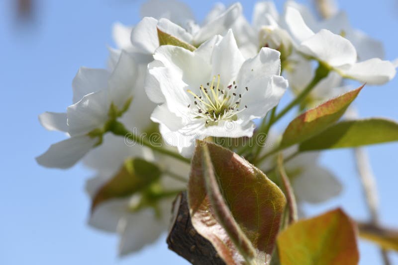 Japanese Pear Nashi Pear Blossoms. Stock Image - Image of macro, asian ... Japanese Pear Nashi Pear Blossoms. Stock Image - Image of macro, asian ...