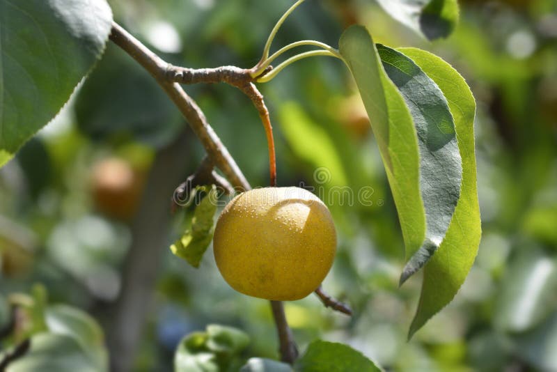 Japanese pear stock image. Image of ripe, close, zodiac - 267485617