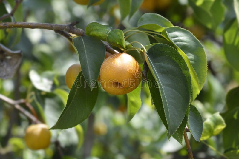 Japanese pear stock photo. Image of nashi, ripe, leaf - 273854516