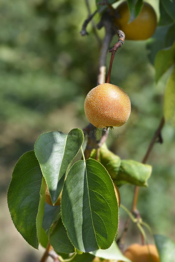 Japanese pear stock image. Image of outdoors, close - 281291211