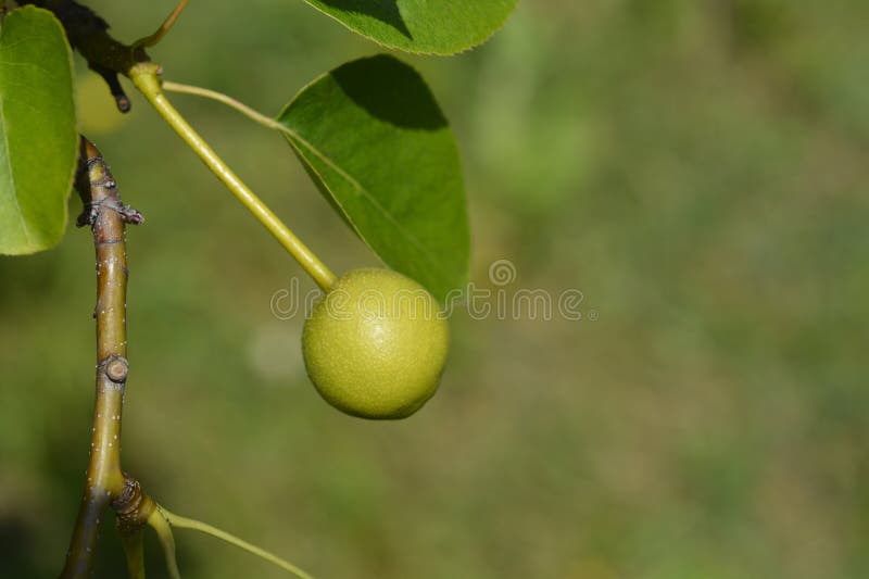 Japanese pear stock image. Image of garden, outdoors - 385154615