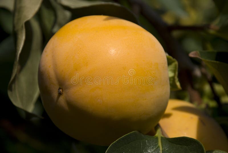 Japanese persimmon stock photo. Image of round, persimmon - 11921974