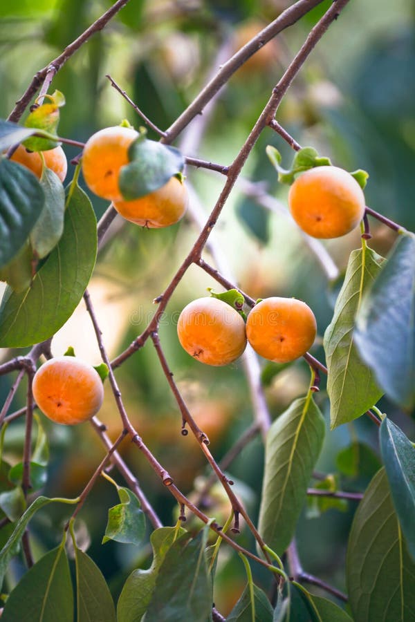 Japanese Persimmon Tree with Fruits. Stock Photo - Image of food ...
