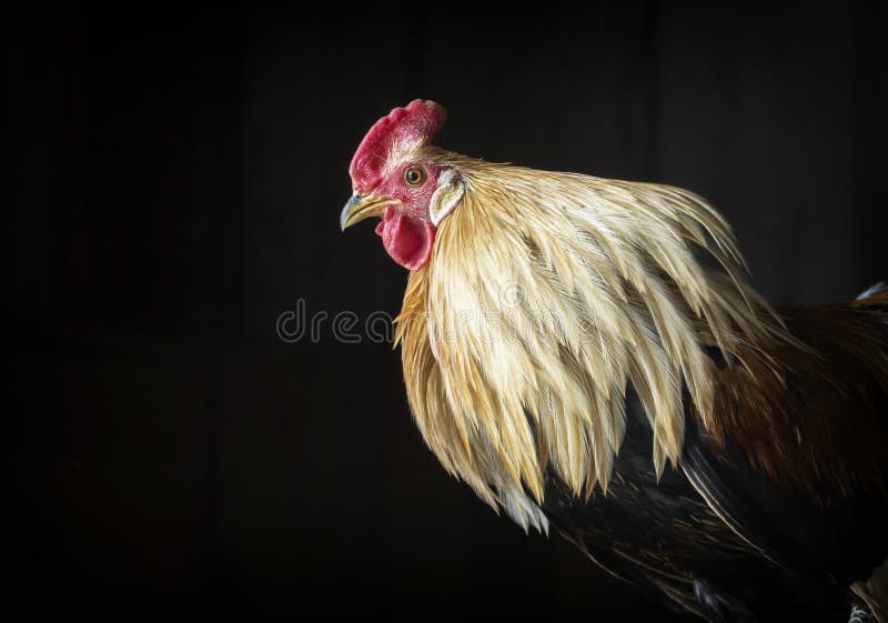 Phoenix Rooster Flapping Wings on the Farm Yard. Golden Phoenix Rooster ...