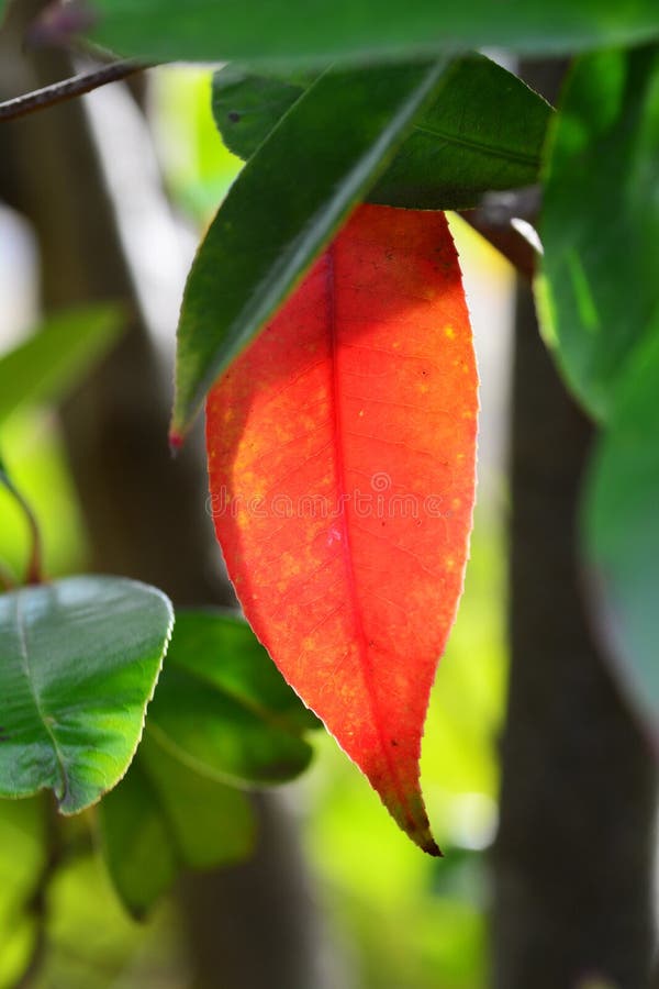 Japanese photinia leaves stock photo. Image of closeup - 134817994