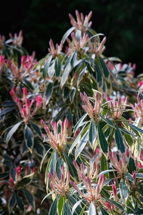 Japanese Pieris - Lily Of The Valley Shrub Stock Image - Image of ...