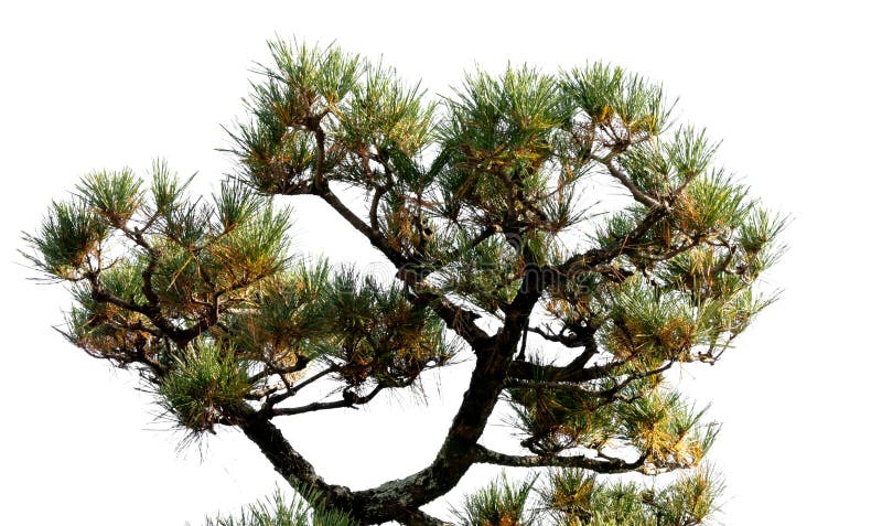 Japanese Pine Tree in the Park and Japanese Garden Stock Photo - Image ...