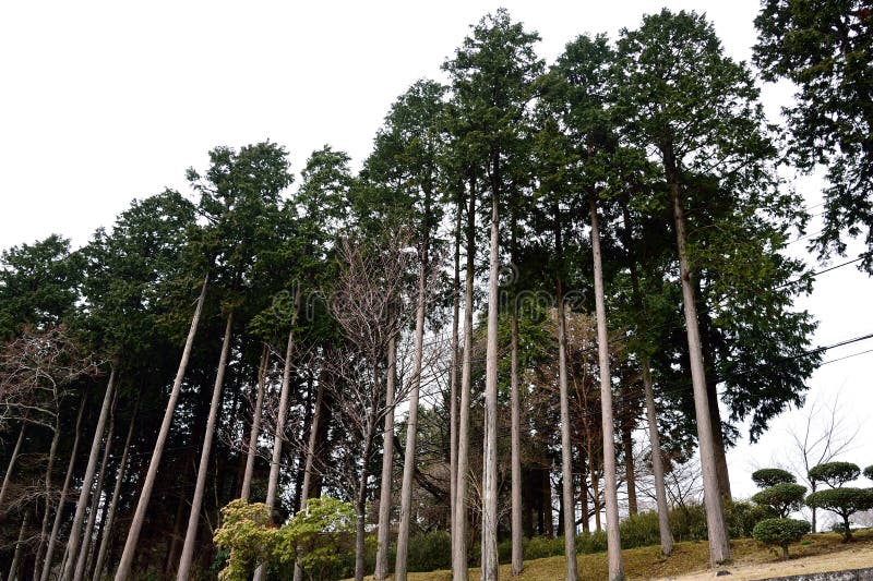 Japanese pine trees stock photo. Image of season, buncle - 77046904