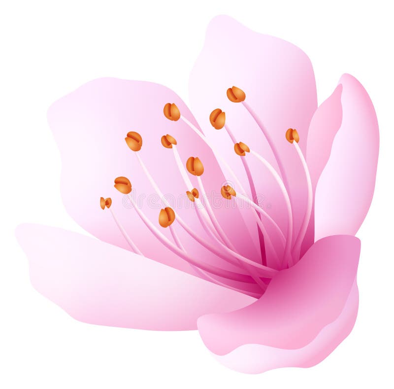 Pink Petal Flower. Realistic Floral Design Element Stock Vector ...