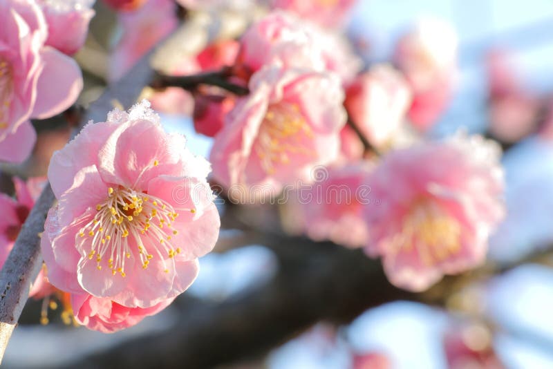 Japanese Pink Plum with Snow Stock Image - Image of natural, east: 86160047