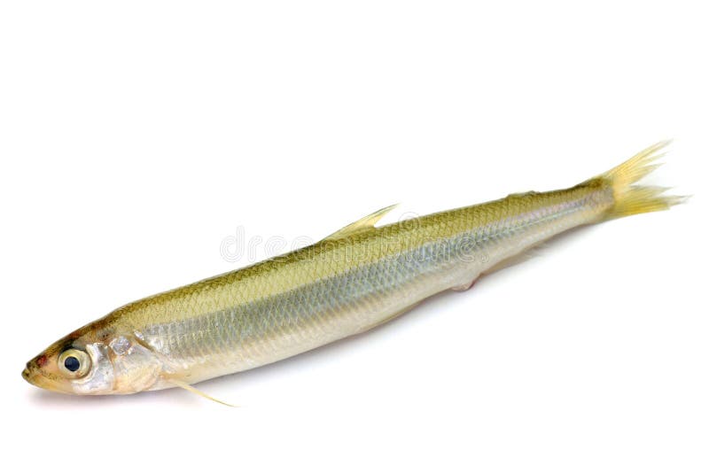 Japanese pond smelt stock photo. Image of freshwater - 27690952