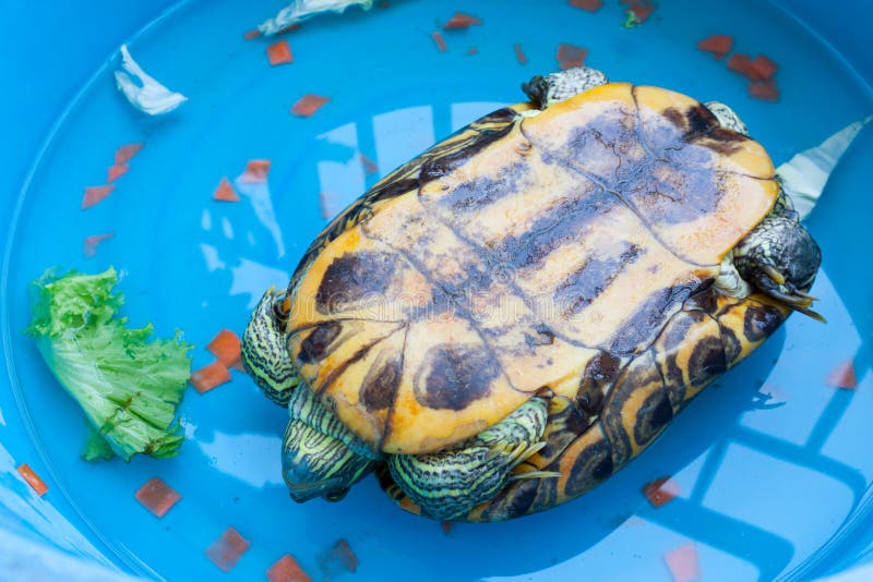 Sea turtle back stock photo. Image of pattern, water, back - 9826556