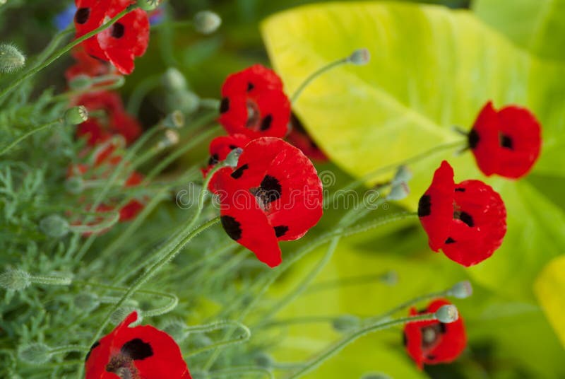 Japanese Poppies stock photo. Image of asia, flowers - 31396664