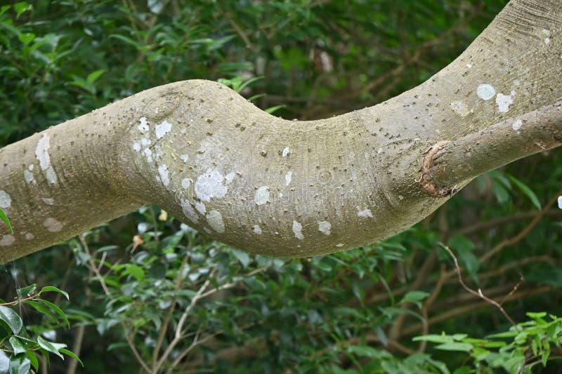 Japanese Prickly Ash ( Zanthoxylum Ailanthoides ) Tree. Rutaceae ...