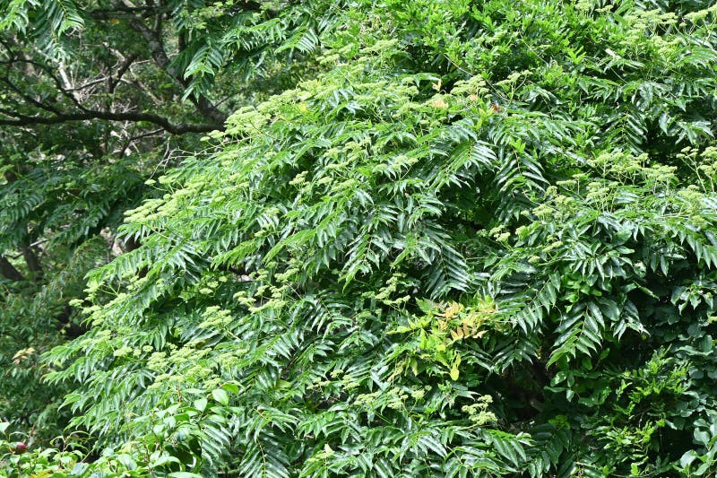 Japanese Prickly Ash ( Zanthoxylum Ailanthoides ) Tree. Rutaceae ...