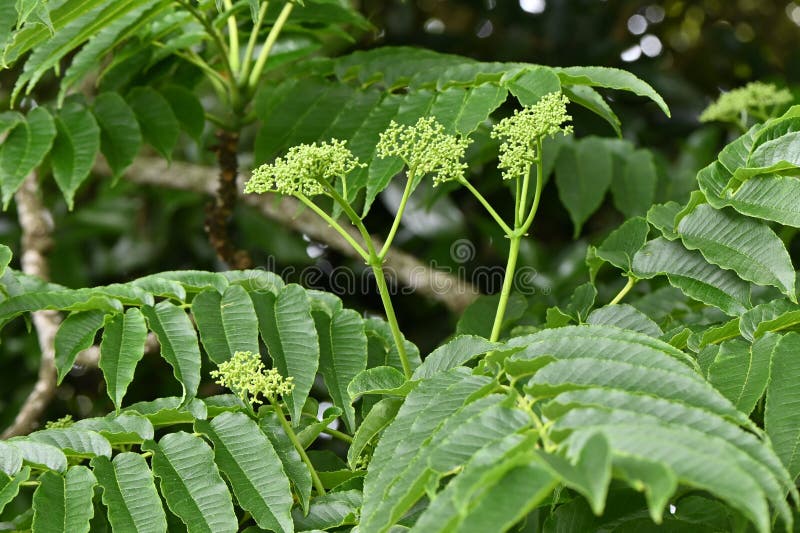 Japanese Prickly Ash ( Zanthoxylum Ailanthoides ) Tree. Rutaceae ...