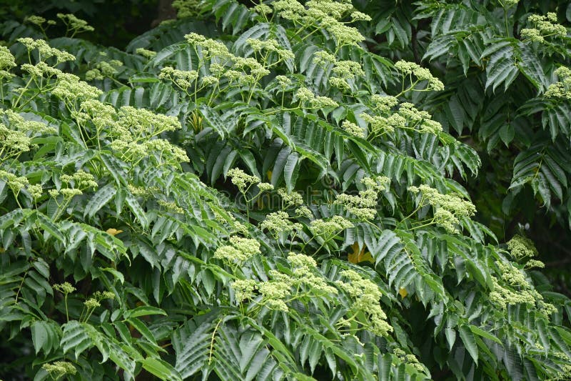 Japanese Prickly Ash ( Zanthoxylum Ailanthoides ) Tree. Rutaceae ...