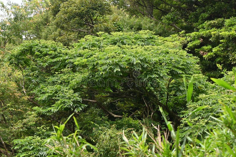 Japanese Prickly Ash ( Zanthoxylum Ailanthoides ) Tree. Rutaceae ...